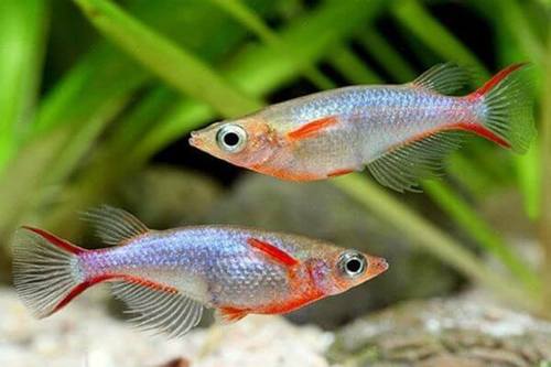 דייסיס בלו רייס קיליפיש Daisy's Blue Rice Killifish - קיליפיש