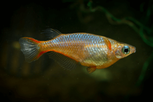 דייסיס בלו רייס קיליפיש Daisy's Blue Rice Killifish - Perfect Reef