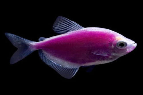 גלקטיק פרפל Galactic Purple Glofish - גלופיש