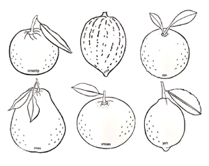 ערכת תמונות בנושא פרי הדר מבית אפונה | פלוס לגננת