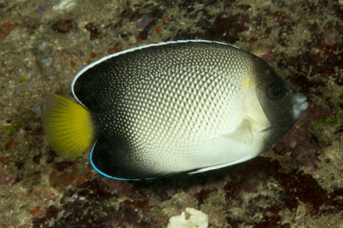 אנג'ל קרים-Xanthurus Cream Angelfish - אנגלים