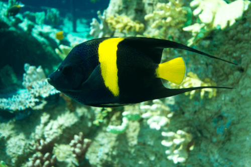 אנג'ל אספור- Asfur Angelfish - Perfect Reef
