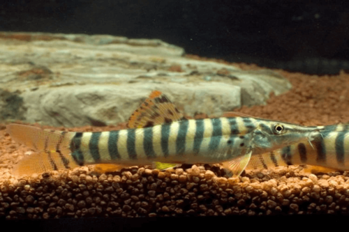 בוטיה טייגר (רויאל)-Tiger Botia Loach - בוטיות