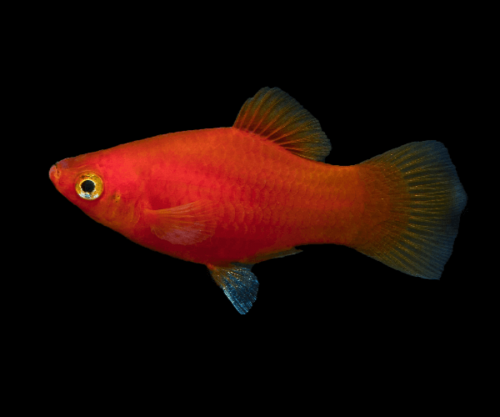 פלטי קורל-Red Wag Platy - משריצי חיים