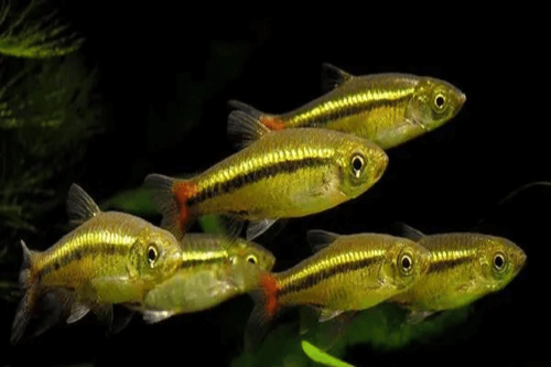 רזבורה זנב אדום-Red Tailed Rasbora - רזבורות