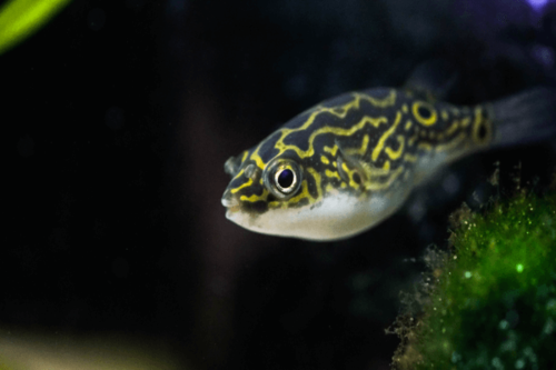 אבונפחא ספרה שמונה-Figure 8 Puffer - נפוחתיים