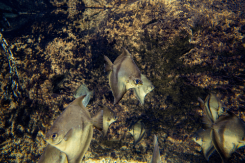 מונו סבה-Mono Sebae - Perfect Reef