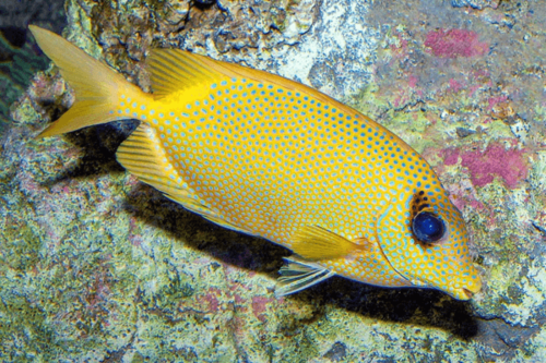 פני ארנבת בלו ספוטד-Blue Spotted Rabbitfish - ראביט פיש