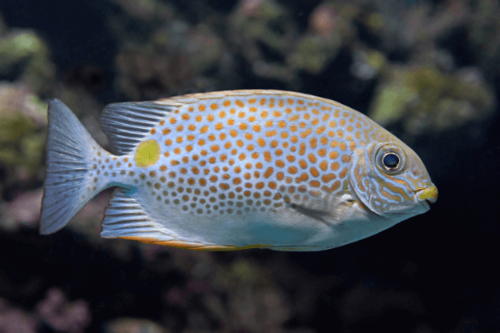 פני ארנבת גוטטוס-Yellow Blotch Rabbitfish - Perfect Reef
