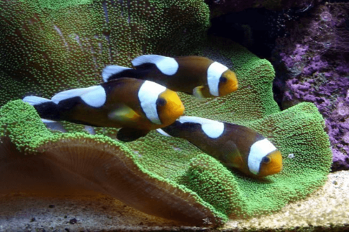 שושנון אוכף-saddleback clown - שושנונים