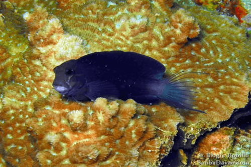 בלני פחם-Black Combtooth Blenny - בלנים