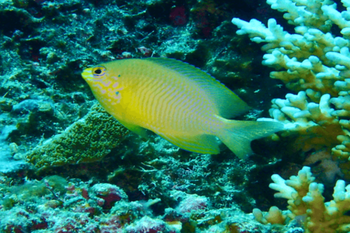 אלמוגית לימון-Lemon Damselfish - Perfect Reef