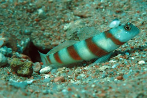 גובי אורורה-Pinkbar Goby - גובים