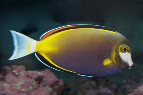 נתחן בראון פאודר-Powder Brown Tang - נתחנים