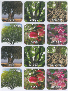 ערכת קישוט גדולה העץ וחלקיו להמחשה/ גן לי - ט"ו בשבט