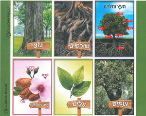 העץ וחלקיו-ערכת המחשה ממפל/גן לי - פרדס ופירות הדר