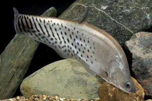 סכין רויאל Royal Knifefish - סכינים