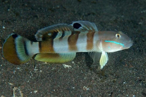 גובי טייגר-Tiger Watchman Goby - גובים