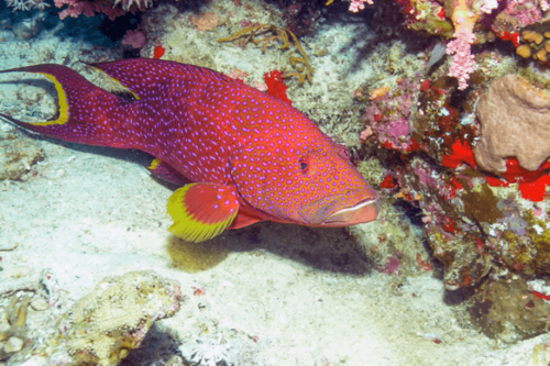 לוקוס ירח- moon grouper - Perfect Reef