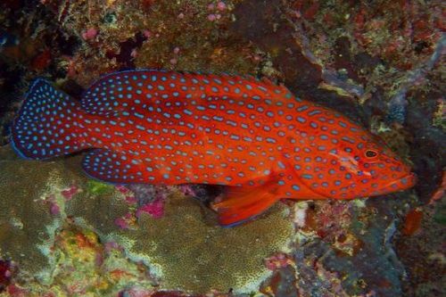 לוקוס מיניאטה-Miniatus Grouper - לוקוסים