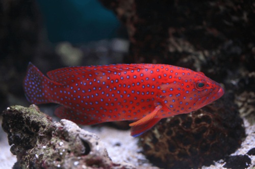 לוקוס מיניאטה-Miniatus Grouper - לוקוסים