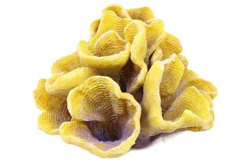 SH 326P - Perfect Reef